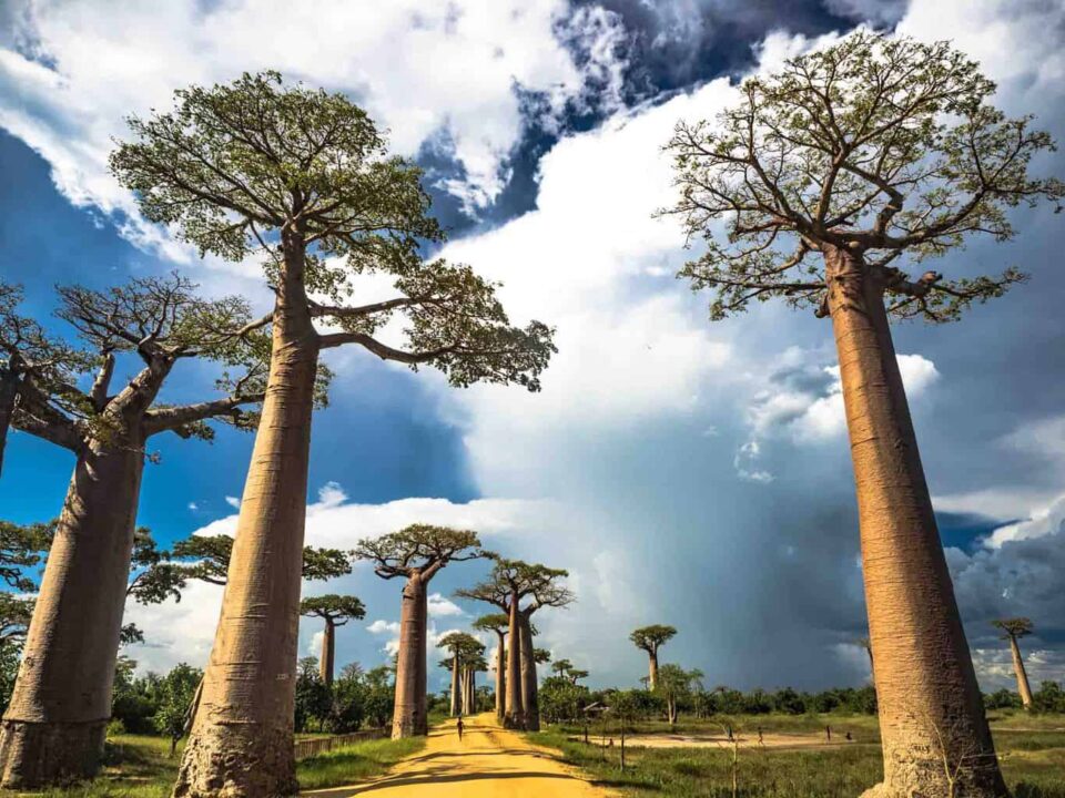 Avenue Of The Baobabs (The Legendary Avenue Of Trees)