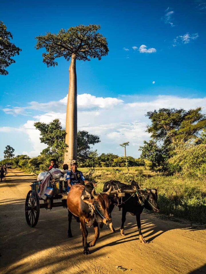 Madagascar Travel Guide (Everything You Need To Know)