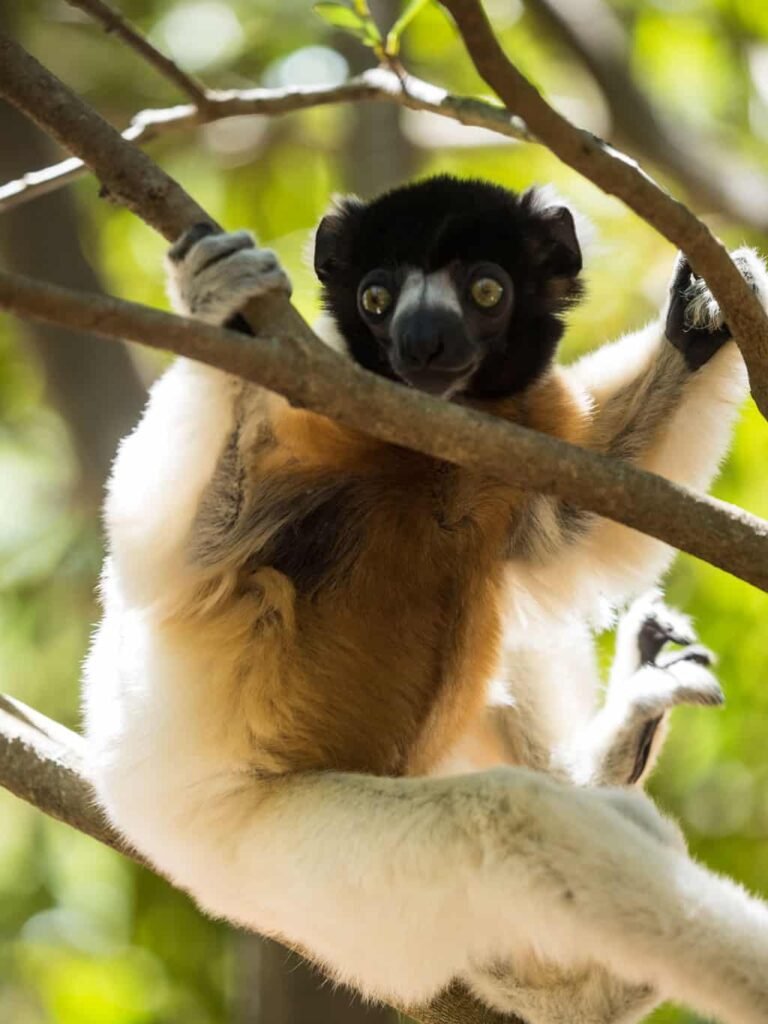 How To Visit The Lemur Park Outside Antananarivo. - Unusual Traveler