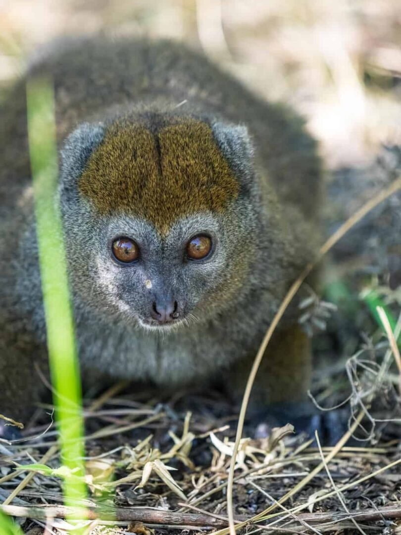 How To Visit The Lemur Park Outside Antananarivo. - Unusual Traveler