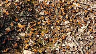 Morelia, And A Billion Monarch Butterflies In Mexico - Unusual Traveler