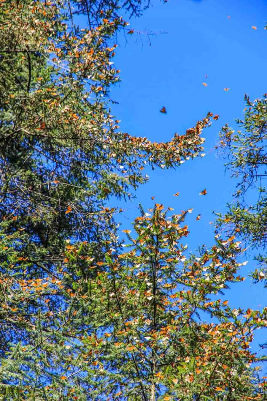 Morelia, And A Billion Monarch Butterflies In Mexico - Unusual Traveler