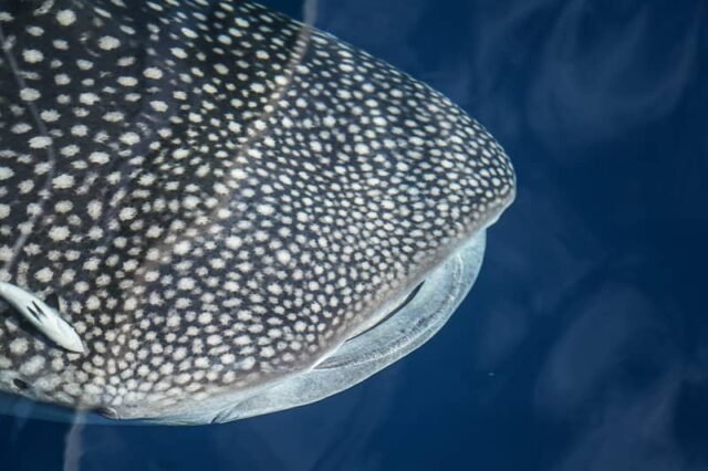 Cenderawasih Bay Whale Sharks | Guide to Nabire Indonesia - Unusual ...