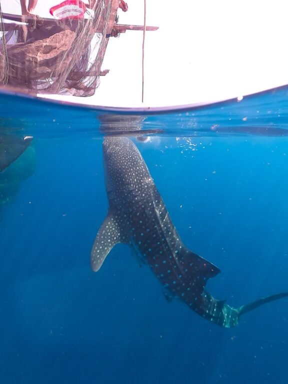 Cenderawasih Bay Whale Sharks | Guide to Nabire Indonesia - Unusual ...