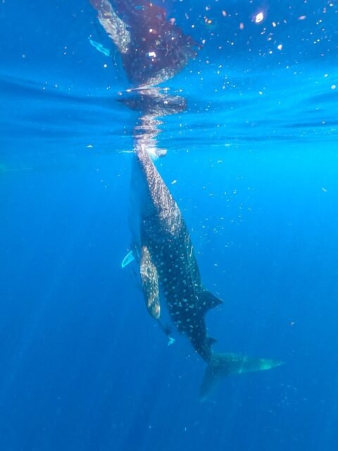 Cenderawasih Bay Whale Sharks | Guide to Nabire Indonesia - Unusual ...