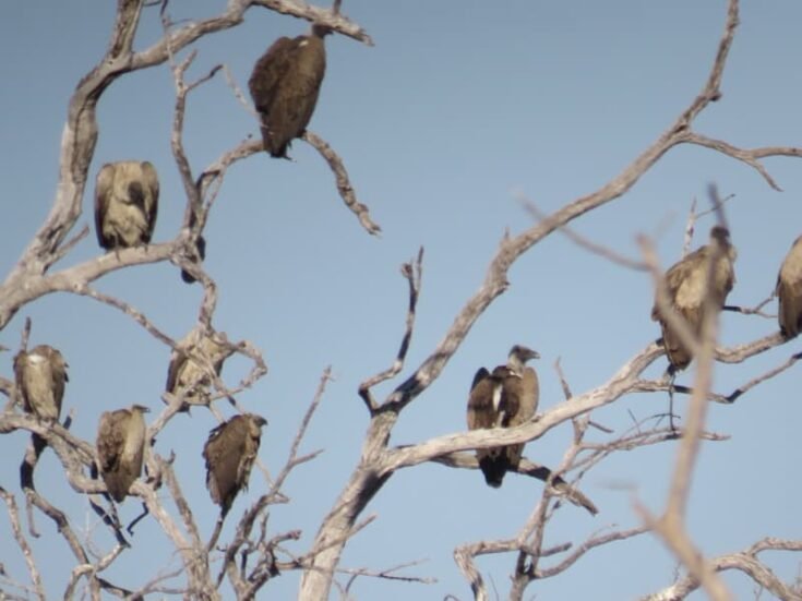 Chobe National Park in Botswana: The Ultimate Guide. - Unusual Traveler