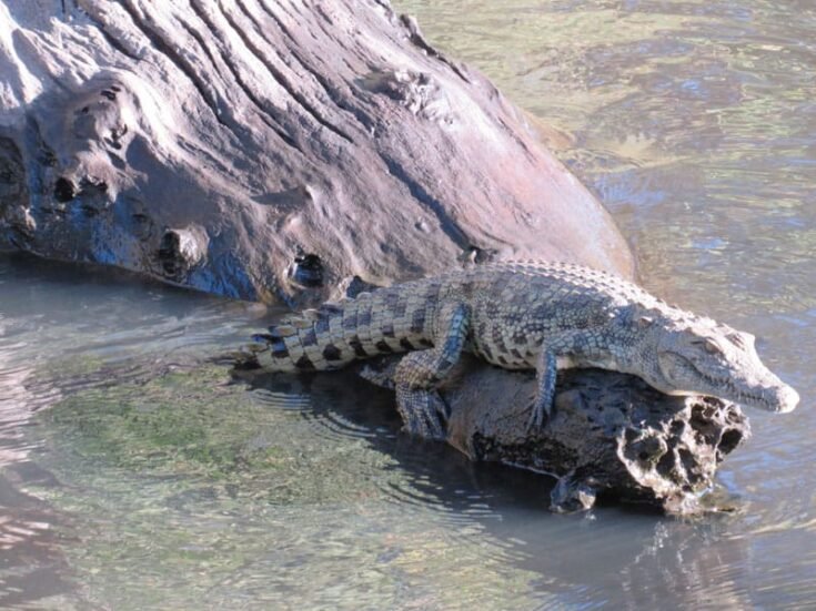 Chobe National Park in Botswana: The Ultimate Guide. - Unusual Traveler