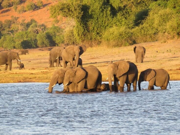 Chobe National Park in Botswana: The Ultimate Guide. - Unusual Traveler