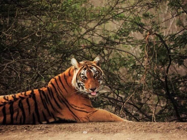 Ranthambore National Park The Best Place To See Tigers in India ...