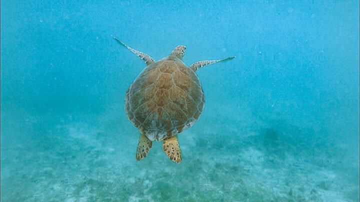 7 Top Things To Do In Saint John (U.S Virgin Islands) - Unusual Traveler