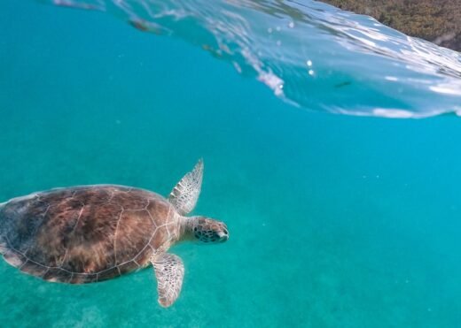 7 Top Things To Do In Saint John (U.S Virgin Islands) - Unusual Traveler