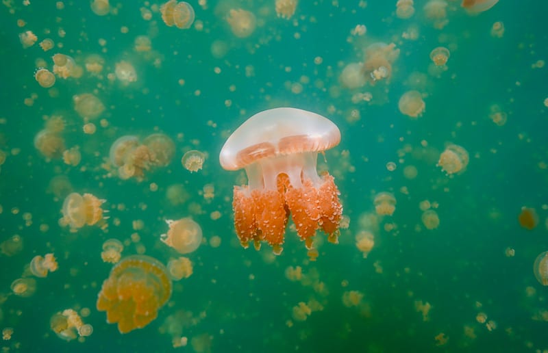 The Ultimate Guide To Swimming in JellyFish Lake in Palau - Unusual ...