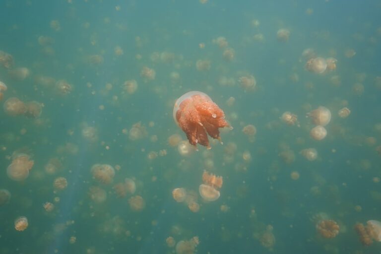 The Ultimate Guide To Swimming in JellyFish Lake in Palau - Unusual ...