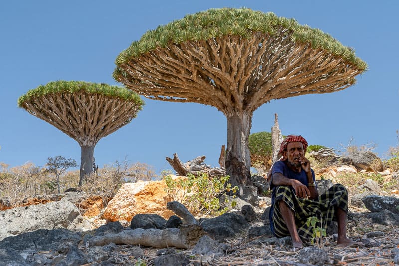 Socotra Island, Yemen丨Guide to the Most Alien-looking Place on Earth ...