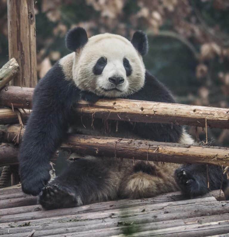 Top Things to do in Chengdu - Unusual Traveler