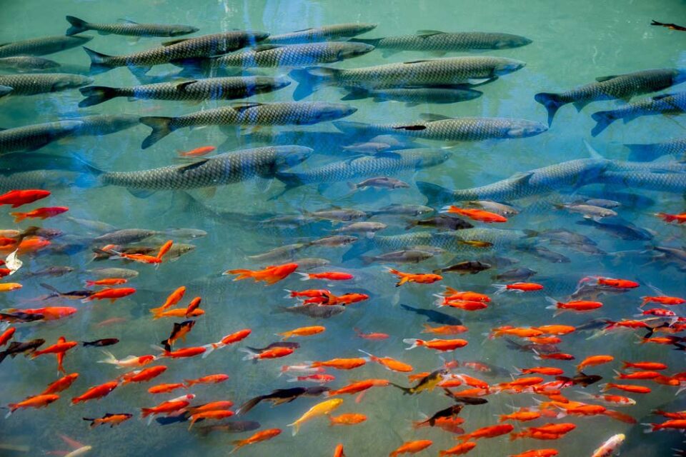 10 Days Itinerary for Yunnan, the most diverse province in China ...