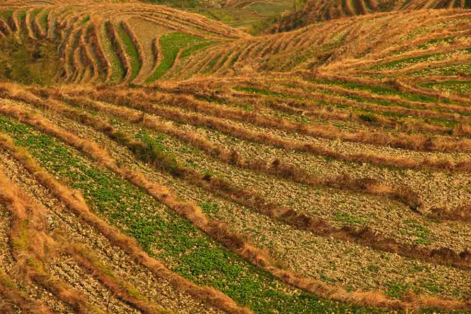 Travel Guide To Longsheng/Longji Rice Terraces, The Dragon’s Backbone ...