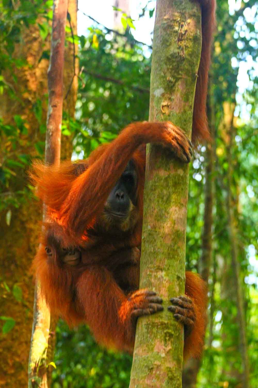 Gunung Leuser National Park orangutans, tigers bukitlawang, Indonesia ...