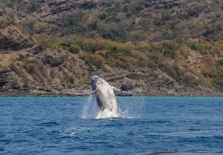 Comoros Islands Travel Guide丨Everything You Need To Know - Unusual Traveler