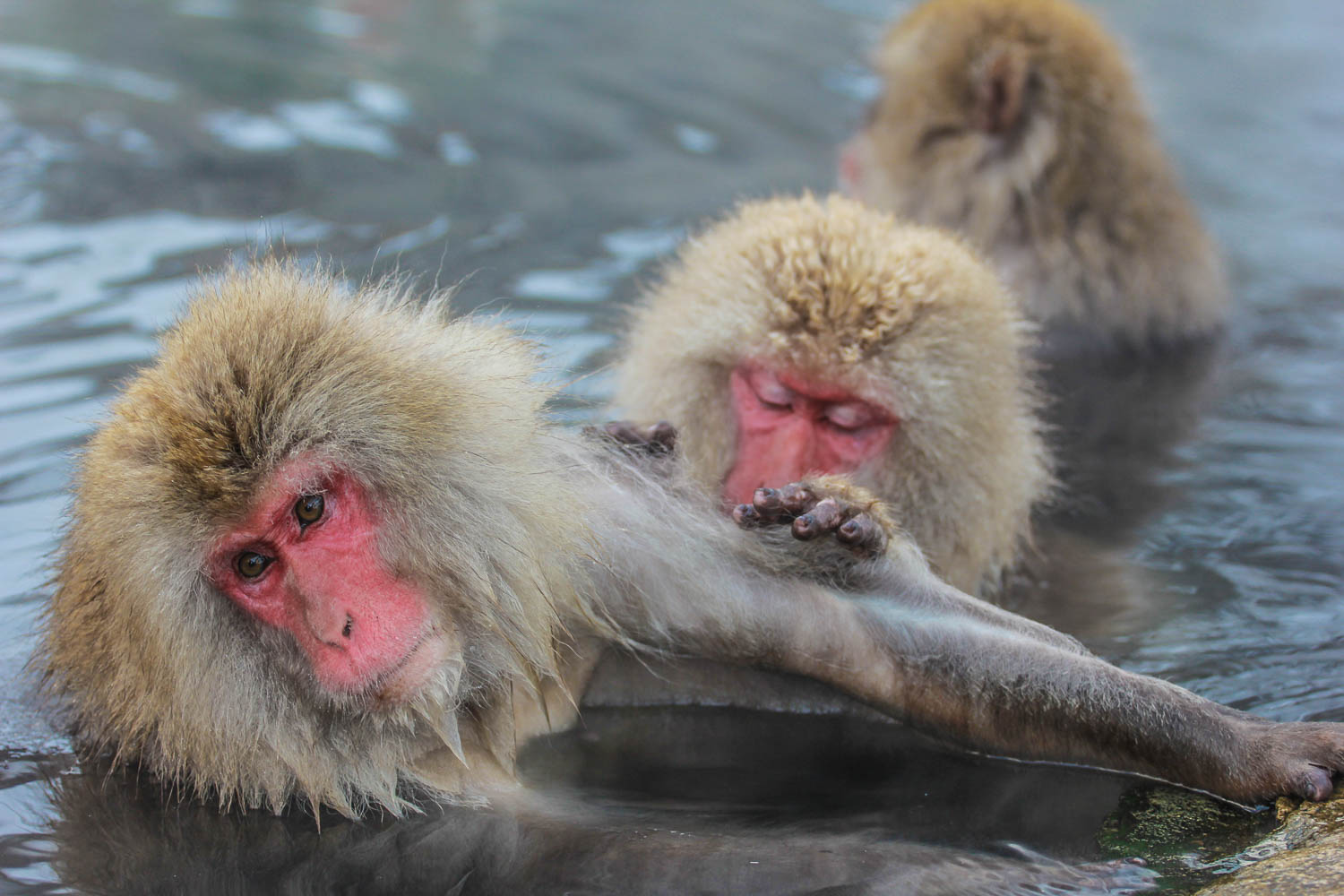 Visiting the Japanese Snow Monkeys | Jigokudani Park - Unusual Traveler