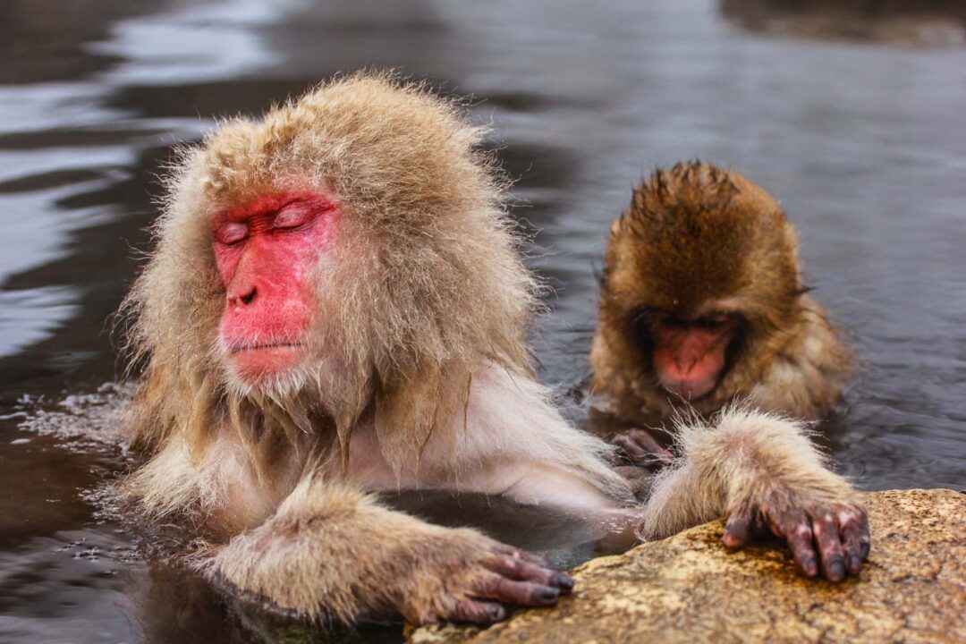 Visiting the Japanese Snow Monkeys | Jigokudani Park - Unusual Traveler