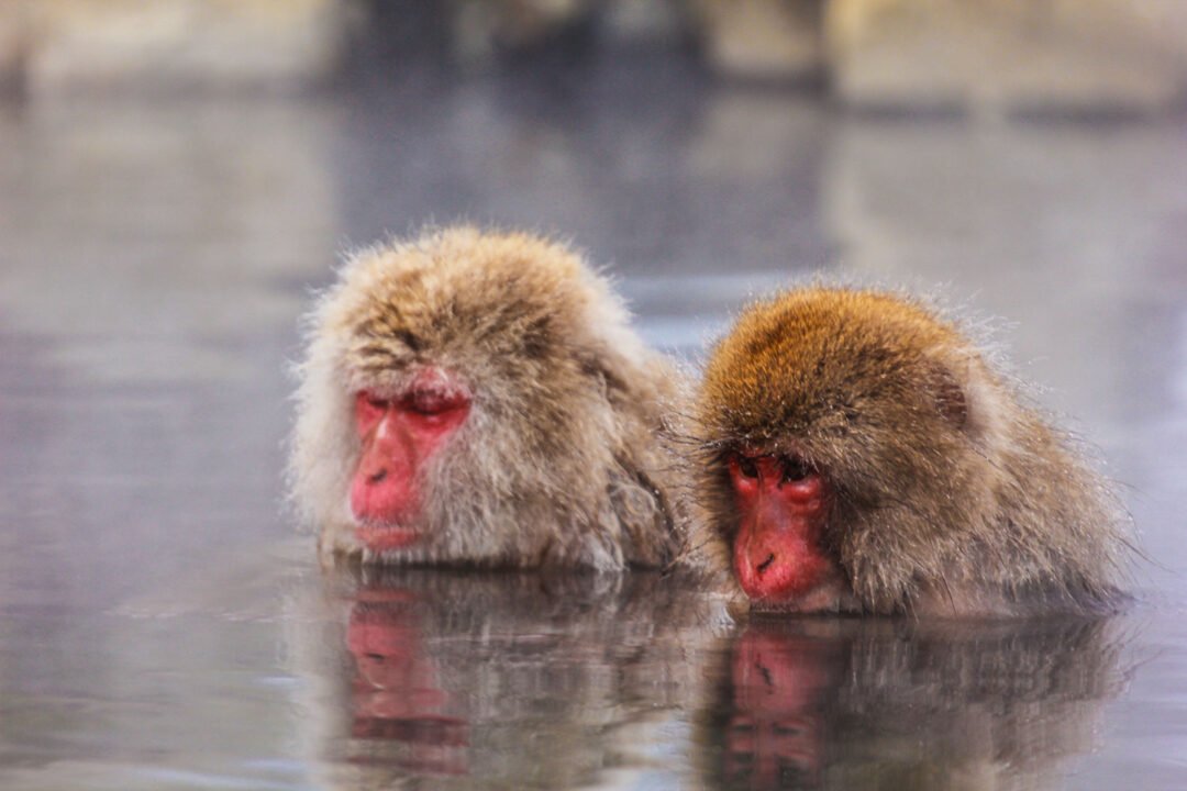 Visiting the Japanese Snow Monkeys | Jigokudani Park - Unusual Traveler