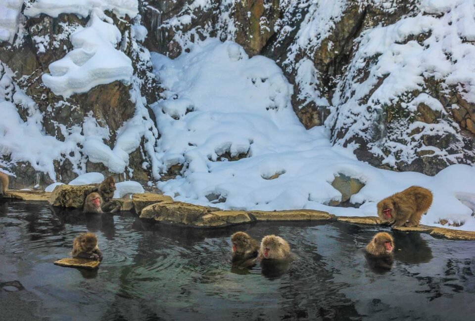 Visiting the Japanese Snow Monkeys | Jigokudani Park - Unusual Traveler