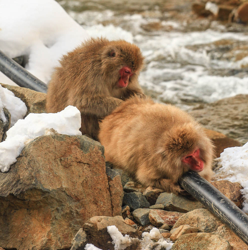 Visiting the Japanese Snow Monkeys | Jigokudani Park - Unusual Traveler