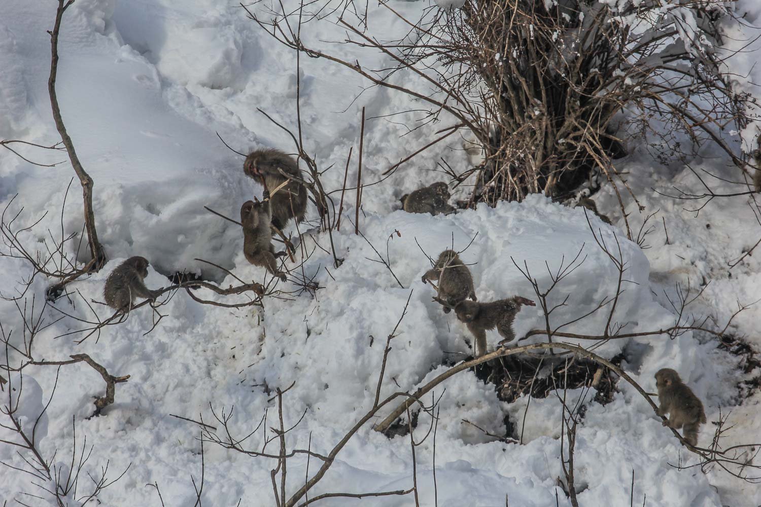 Visiting the Japanese Snow Monkeys | Jigokudani Park - Unusual Traveler
