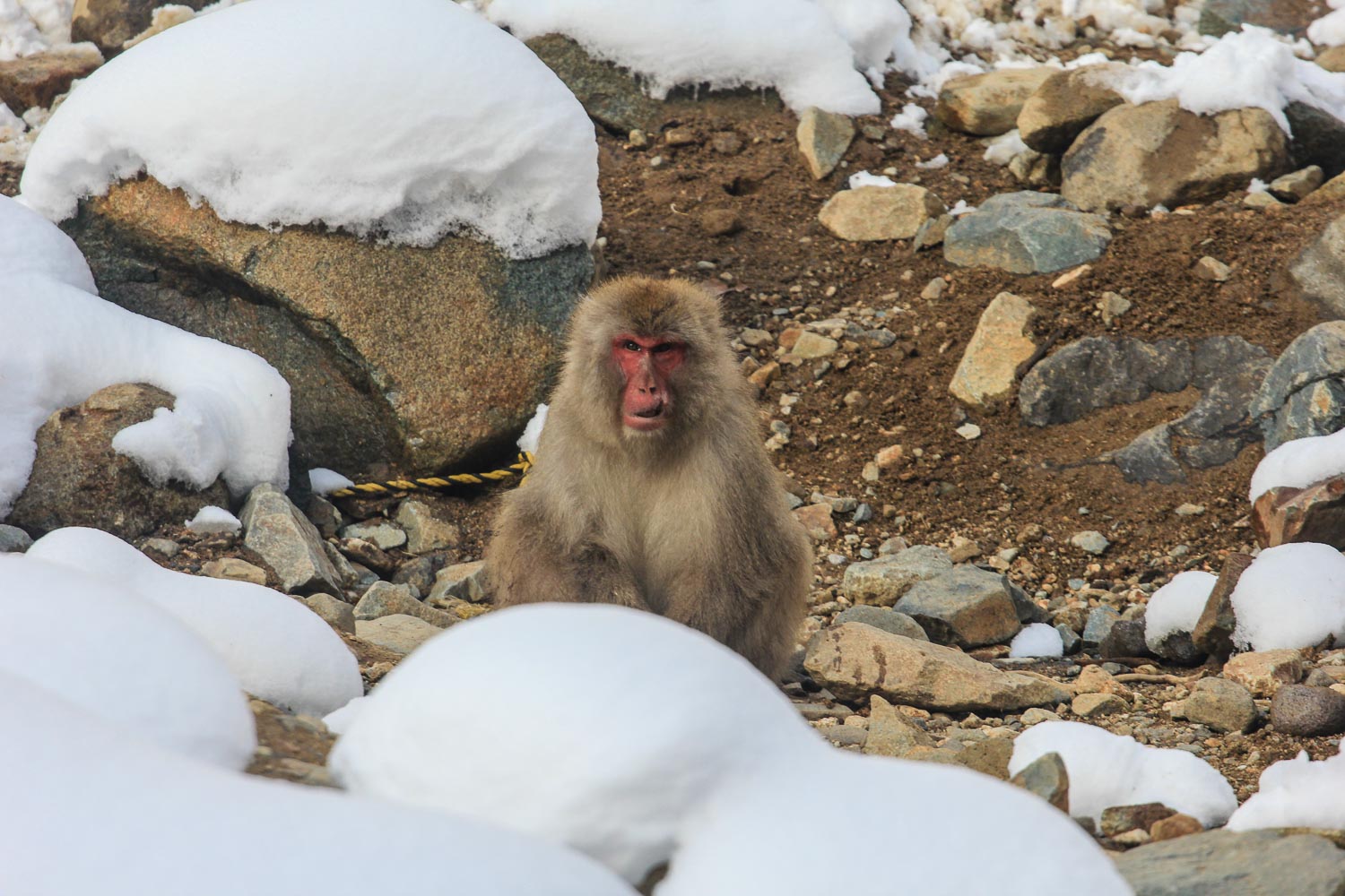 Visiting the Japanese Snow Monkeys | Jigokudani Park - Unusual Traveler